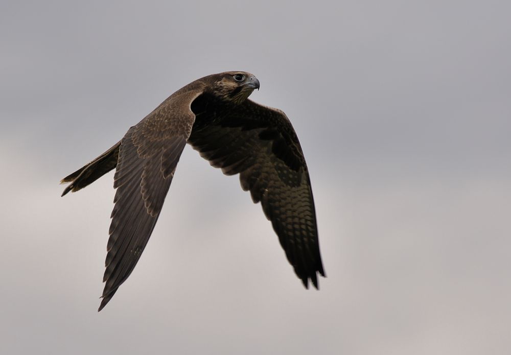 Falke im Flug Foto & Bild | tiere, zoo, wildpark & falknerei, vögel ...