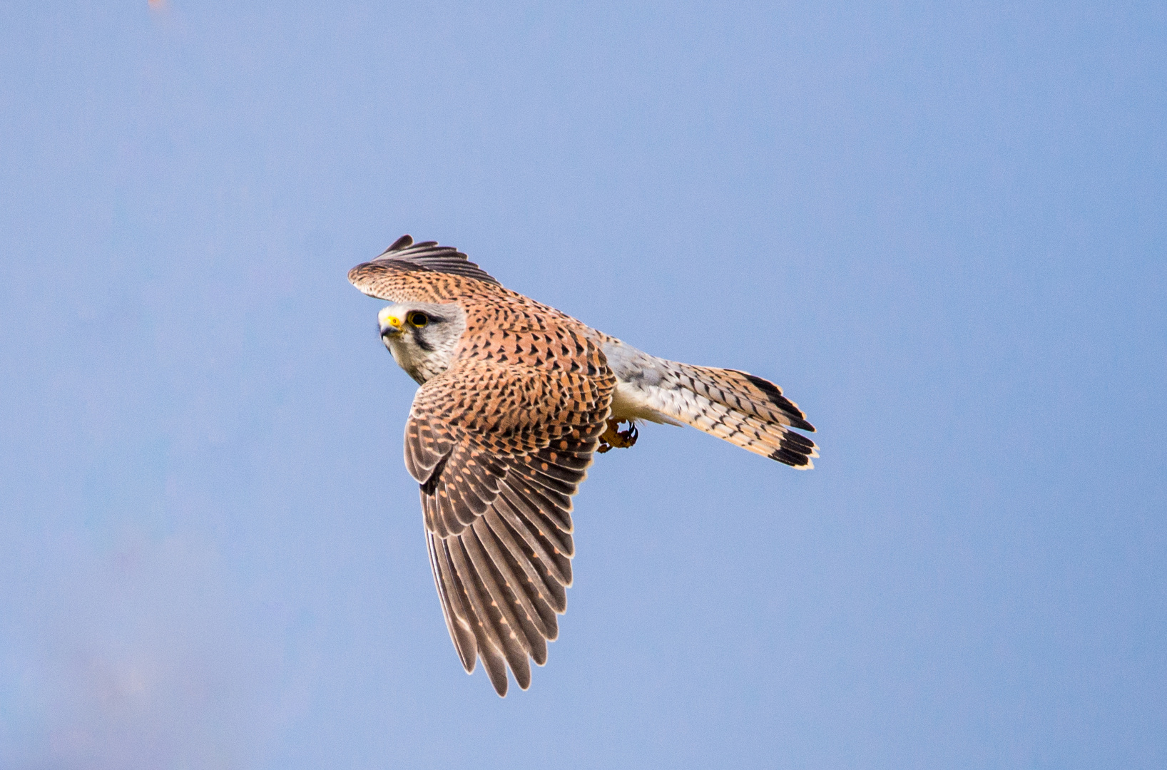 Falke im Flug Foto & Bild | greifvogel, tiere, vögel Bilder auf ...