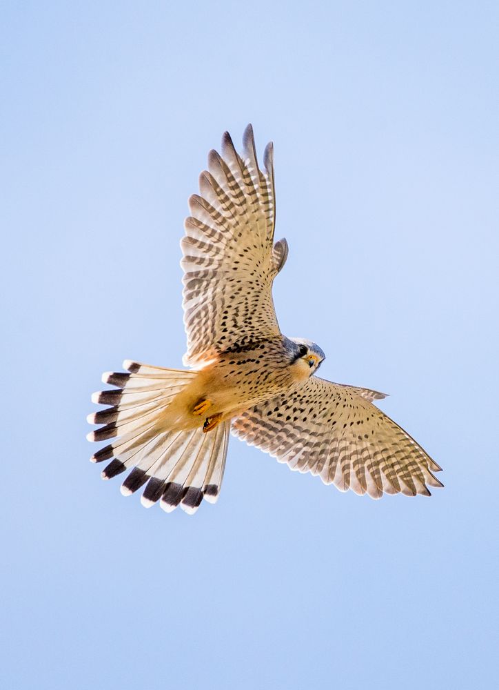 Falke im Flug Foto & Bild | natur, landschaft, fluss Bilder auf ...