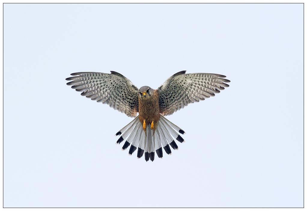 Falke im Flug. Foto & Bild | tiere, wildlife, wild lebende vögel Bilder ...
