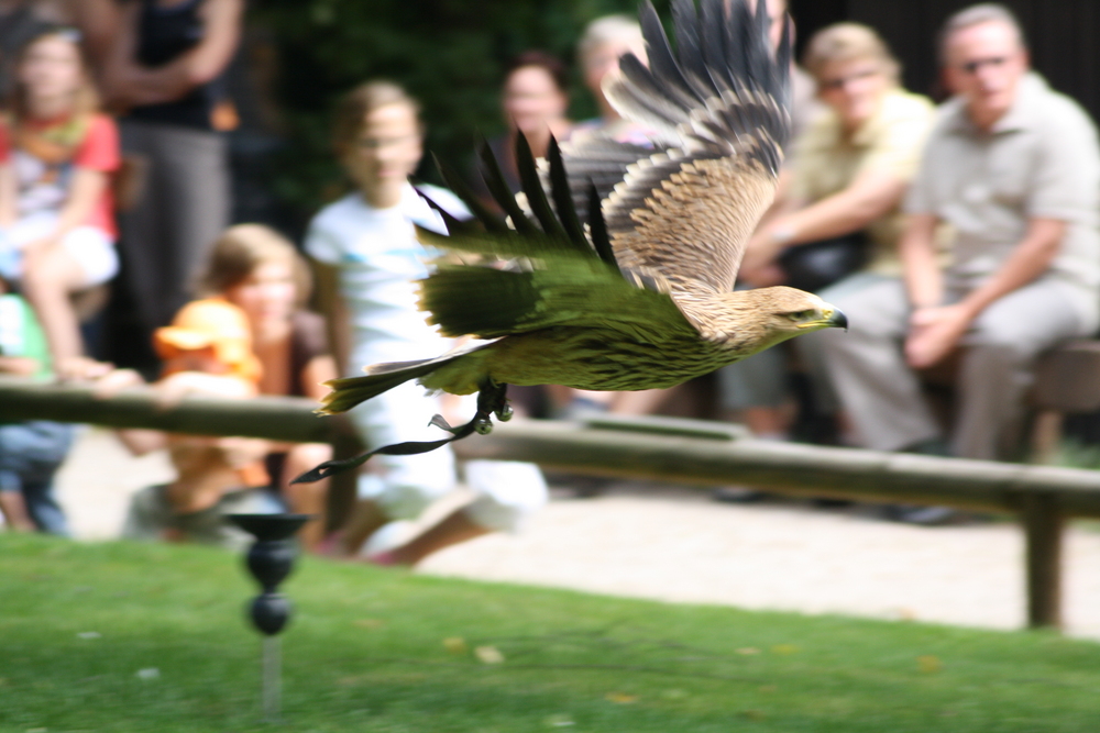 Falke im Flug Foto & Bild | tiere, zoo, wildpark & falknerei, tiere ...
