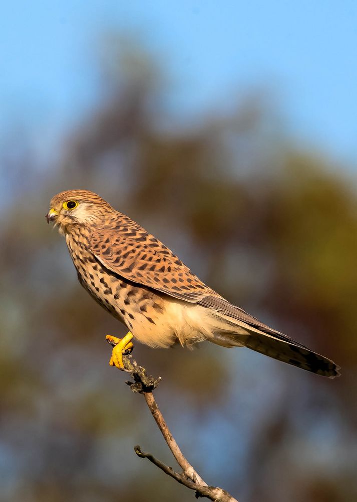 Falke im Herbstlicht Foto & Bild | natur, wildlife, greifvögel Bilder ... Falke im Herbstlicht Foto & Bild | natur, wildlife, greifvögel Bilder ...