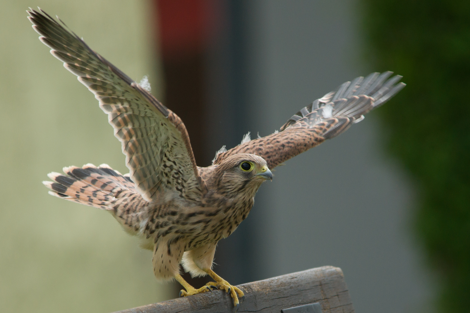 Falke-Jungvogel erster Flug Foto & Bild | natur, tiere, vögel Bilder ...