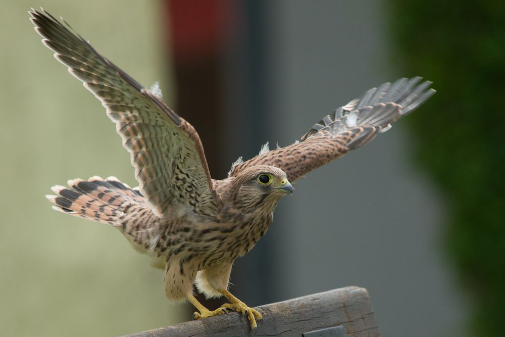 Falke-Jungvogel erster Flug Foto & Bild | natur, tiere, vögel Bilder ...