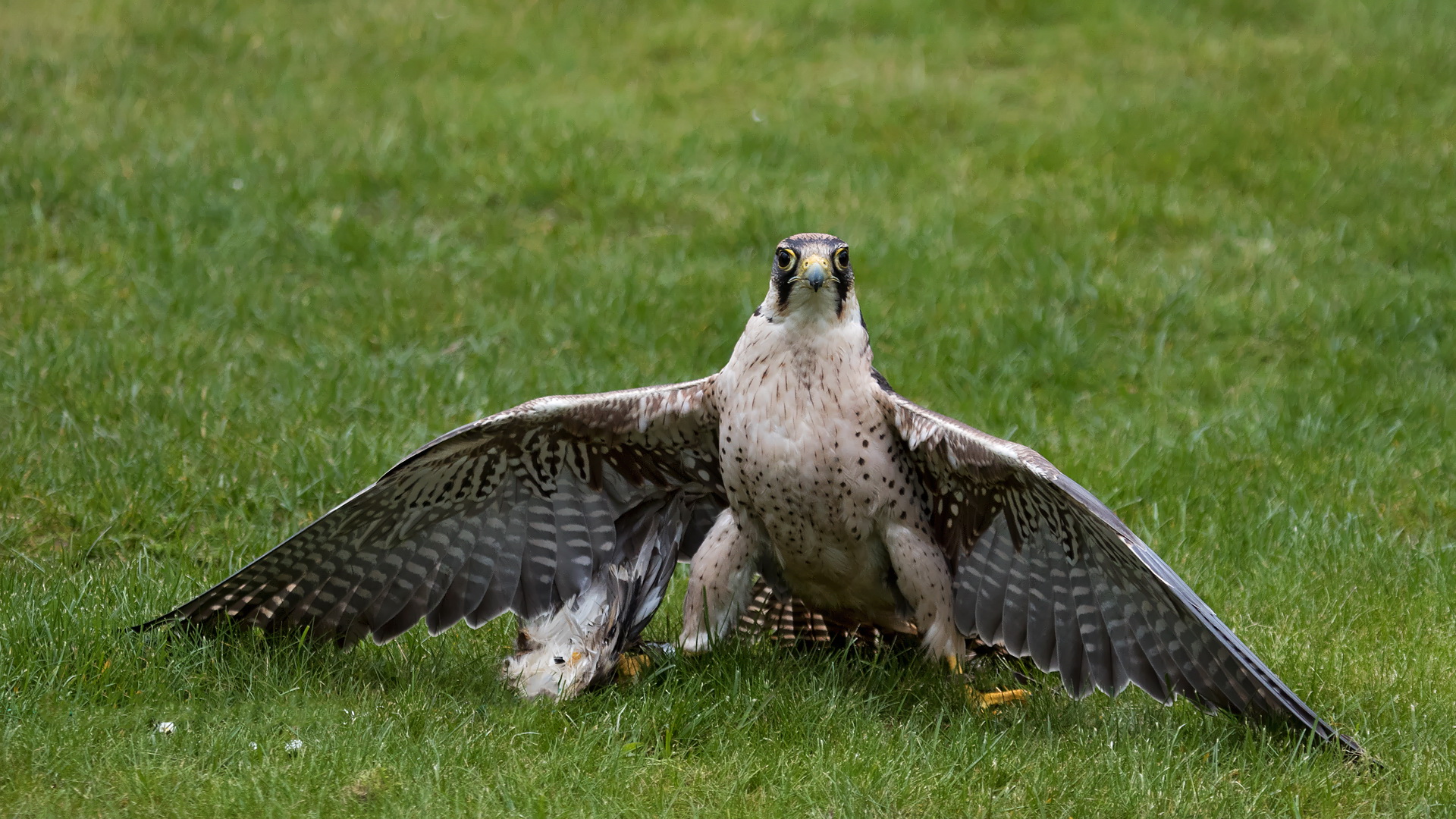 Falke mit Beute Foto & Bild | landschaft, lebensräume, natur Bilder auf ...