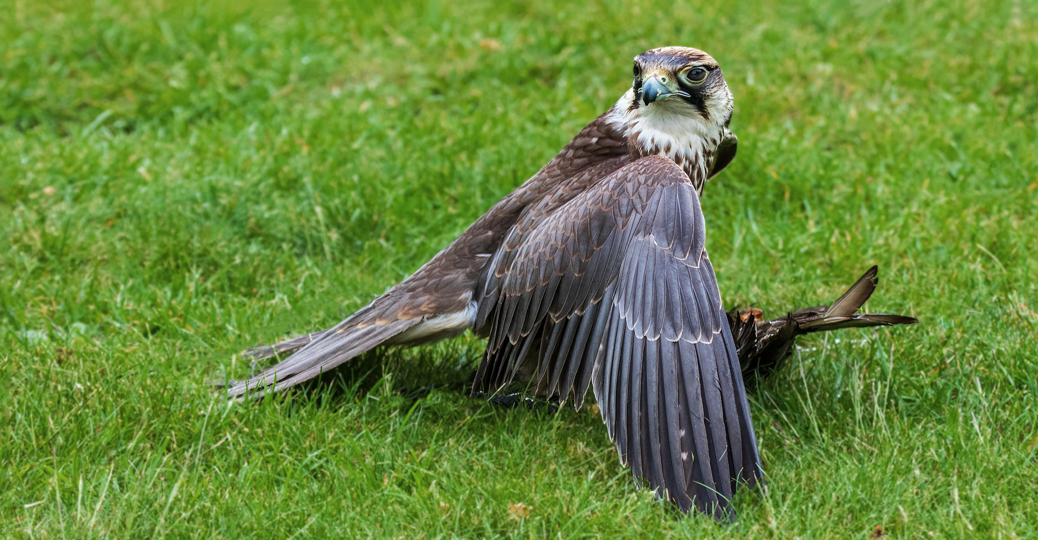 Falke mit Beute Foto & Bild | deutschland, europe, niedersachsen Bilder ...