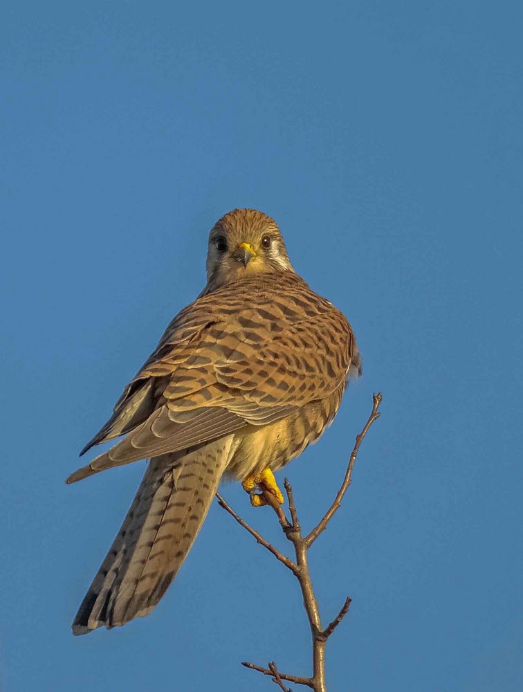 Falke mit Rückblick Foto & Bild | natur, tiere, vögel Bilder auf ...