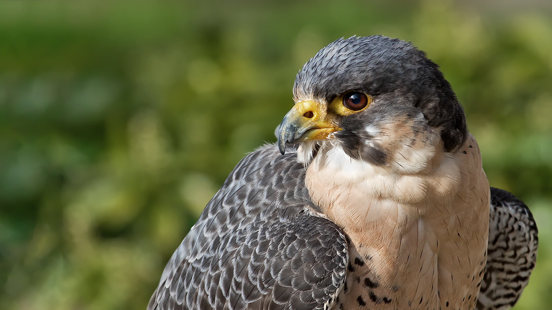 Falke-Portrait 001a Foto & Bild | natur, portrait, landschaft Bilder ...