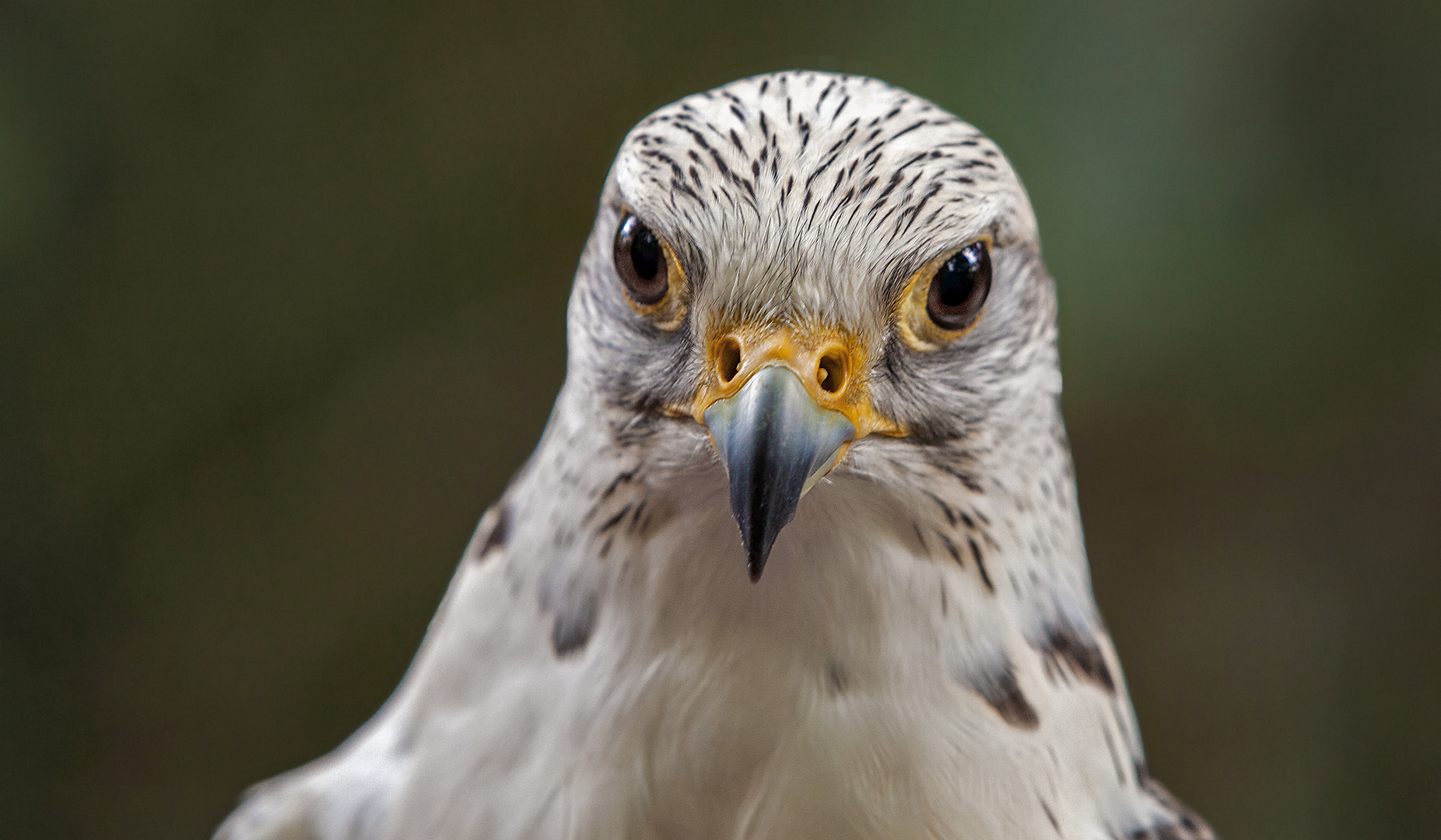 Falke-Portrait 002 Foto & Bild | tiere, zoo, wildpark & falknerei ...