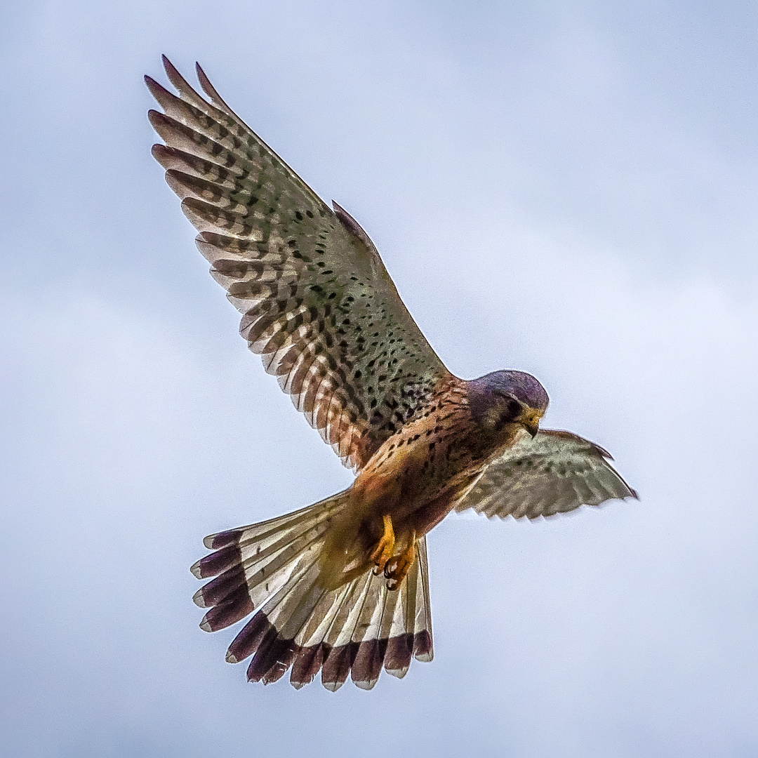 Falke über den Weinbergen bei Eltville - 17 Juni 2018 Foto & Bild ...