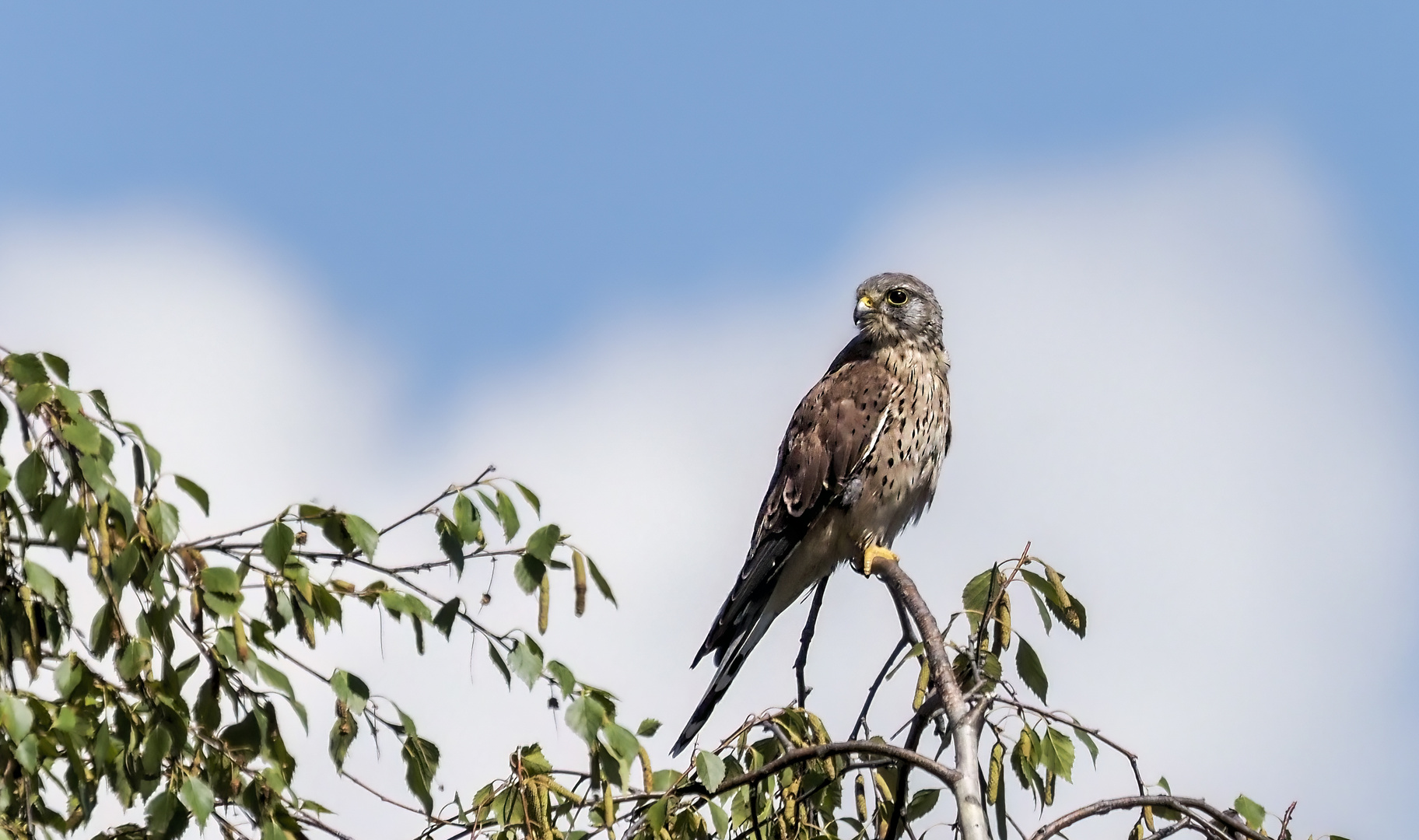 Falken Foto & Bild | tiere, wildlife, wild lebende vögel Bilder auf ...