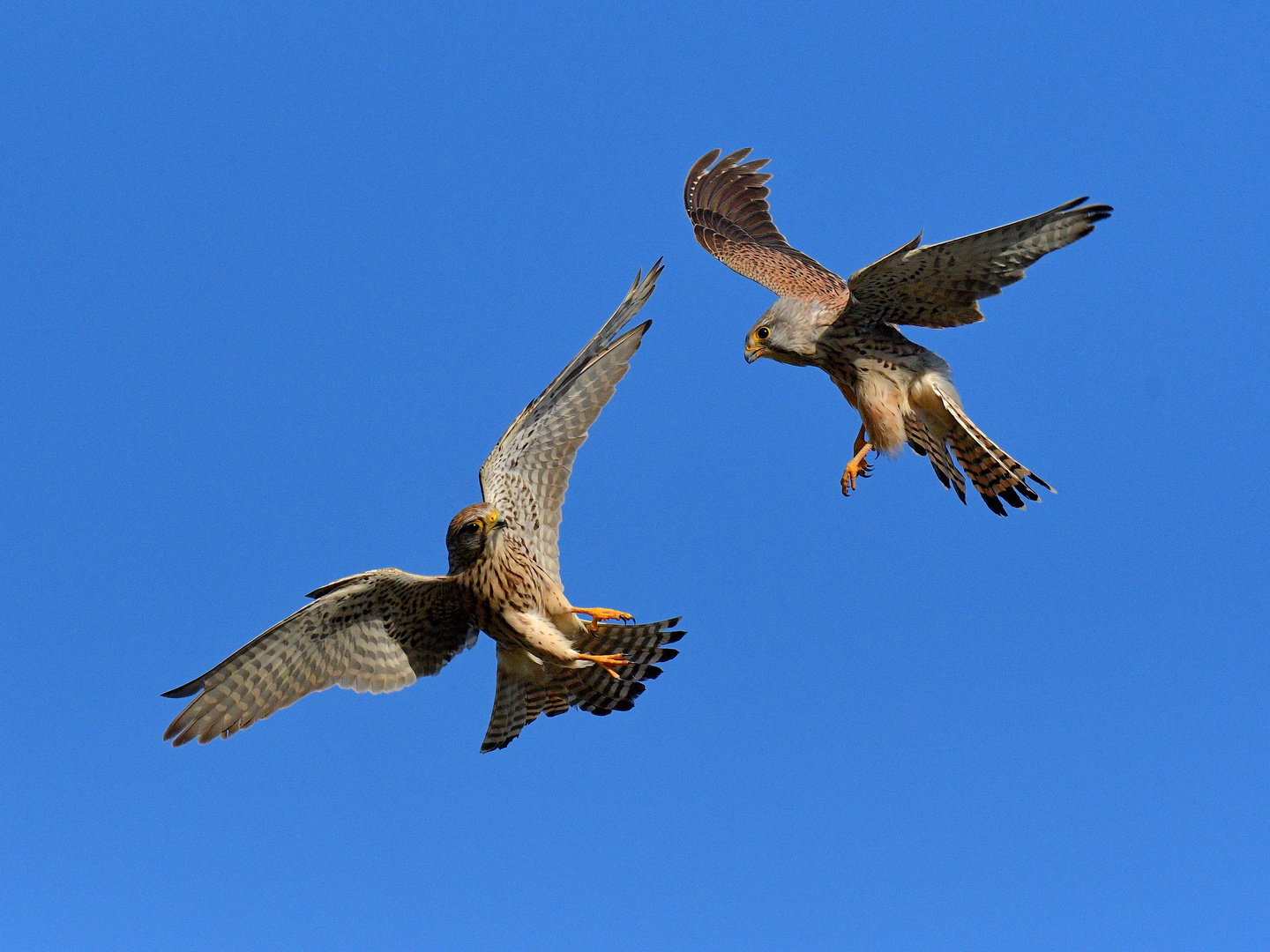 Falken Foto & Bild | tiere, wildlife, wild lebende vögel Bilder auf ...