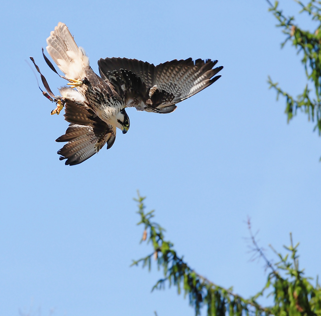 Falken - Flugstudie 3 Foto & Bild | tiere, zoo, wildpark & falknerei ...