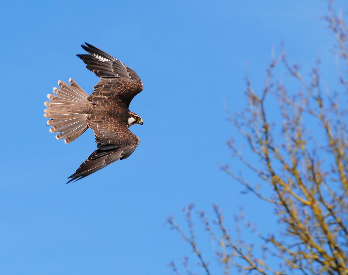 Falken - Flugstudie 4 Foto & Bild | tiere, zoo, wildpark & falknerei ...