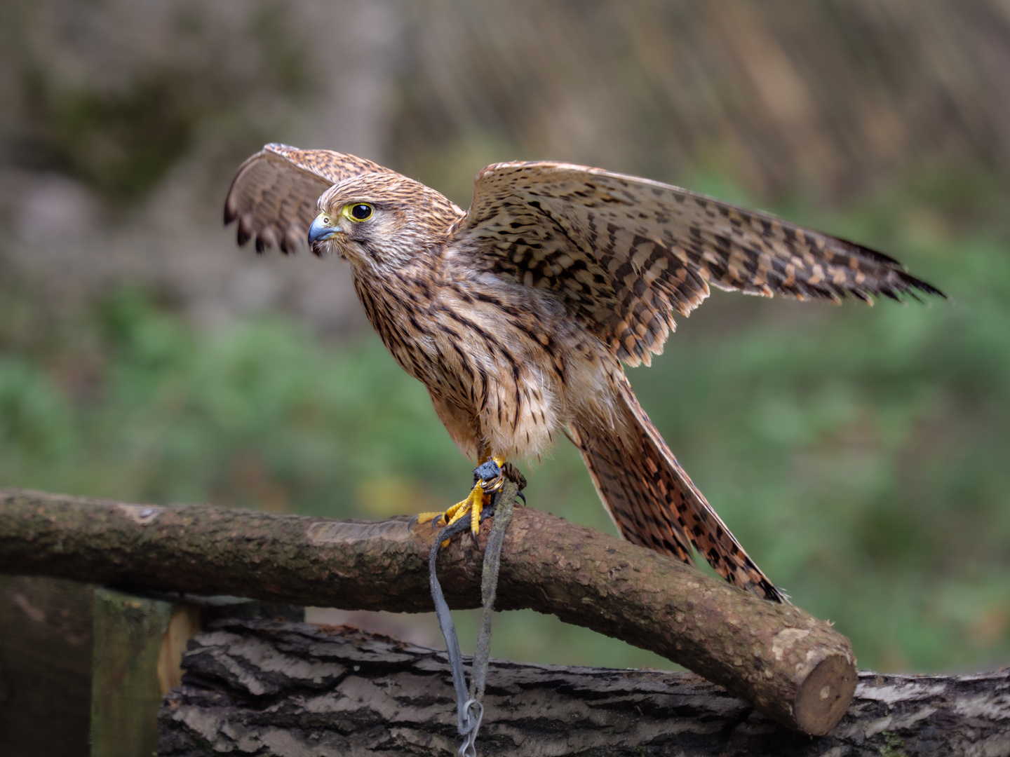 Falken II Foto & Bild | tiere, zoo, wildpark & falknerei, vögel Bilder ...
