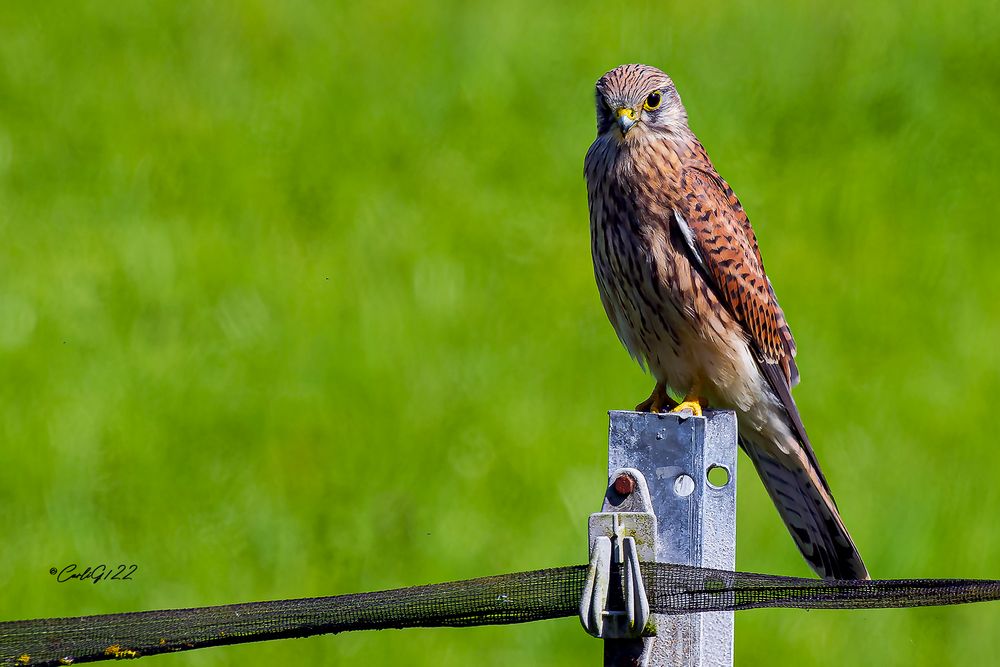 Falken Porträt Foto & Bild | natur, tiere, falken Bilder auf fotocommunity