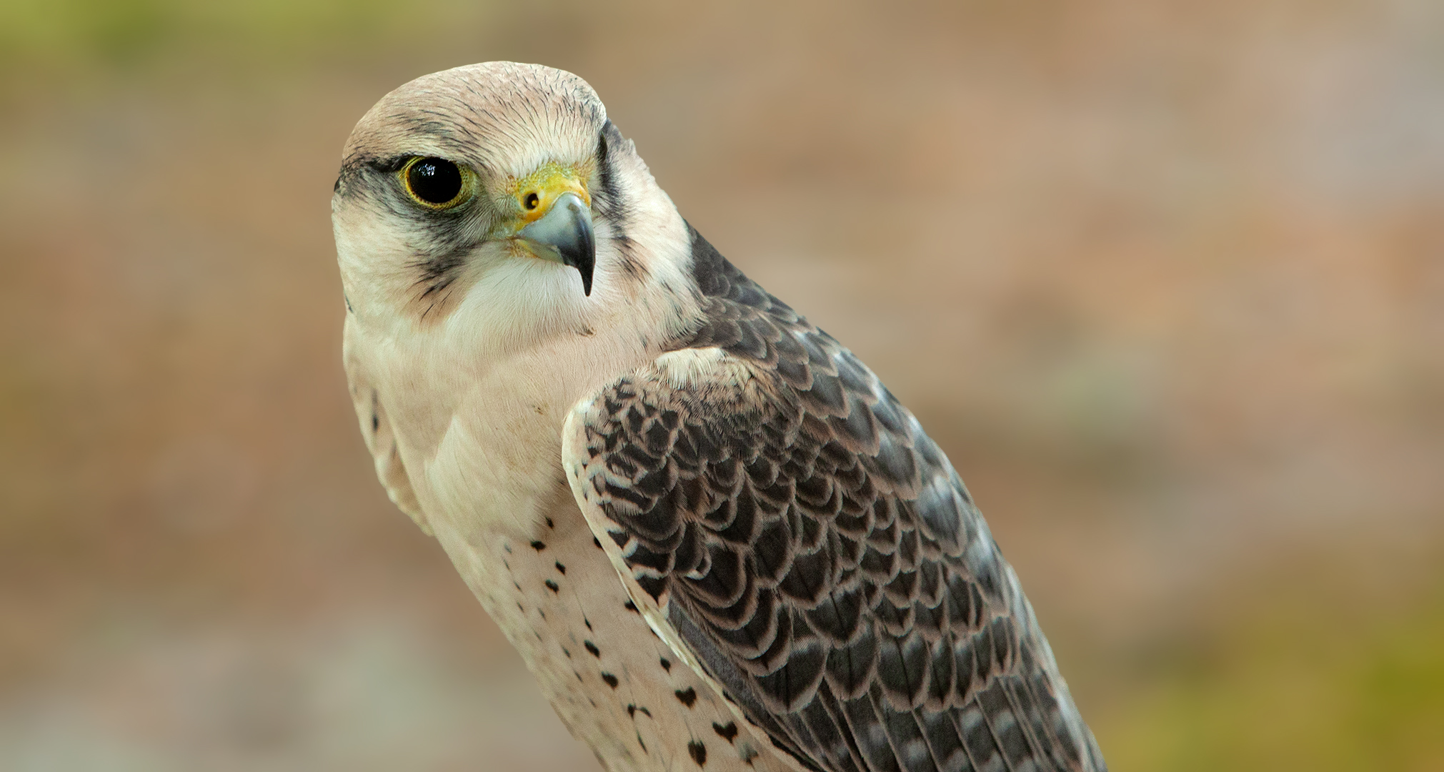 Falken-Portrait Foto & Bild | tiere, zoo, wildpark & falknerei, vögel ...