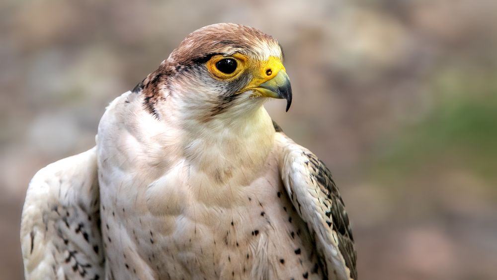 Falken-Portrait Foto & Bild | tiere, zoo, wildpark & falknerei, vögel ...