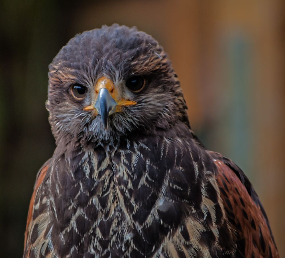 "Falkenauge" Foto & Bild | tiere, zoo, wildpark & falknerei, vögel Bilder auf fotocommunity