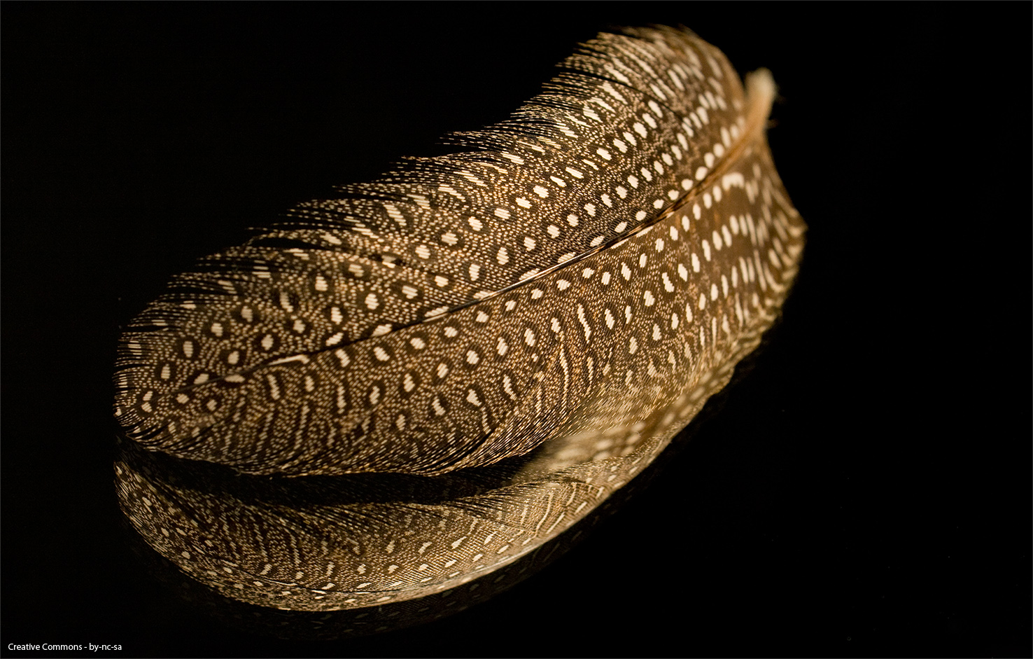 Falkenfeder Foto & Bild | tiere, tierdetails, natur Bilder auf ...