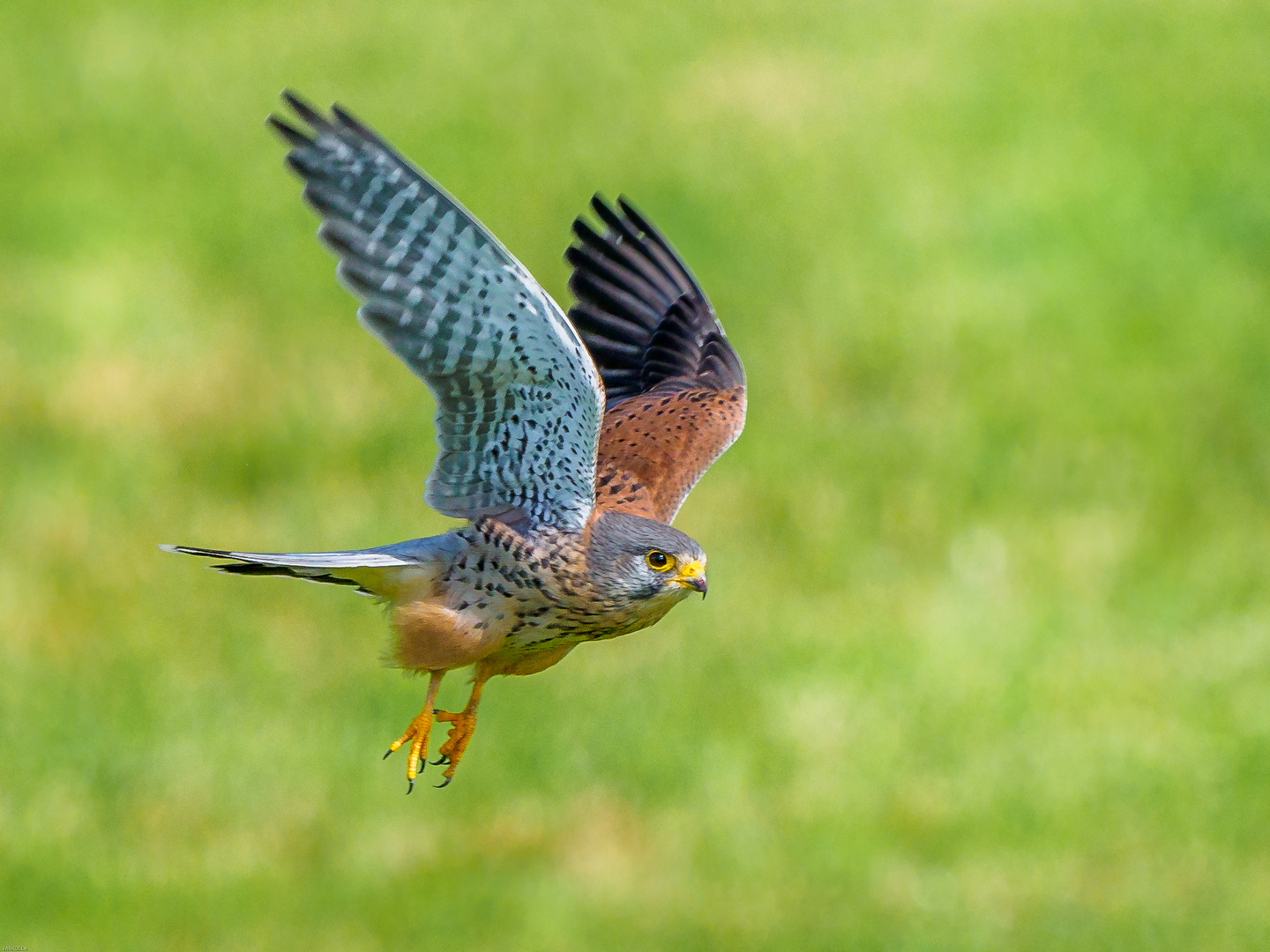 Falkenflug... Foto & Bild | tiere, wildlife, wild lebende vögel Bilder ...