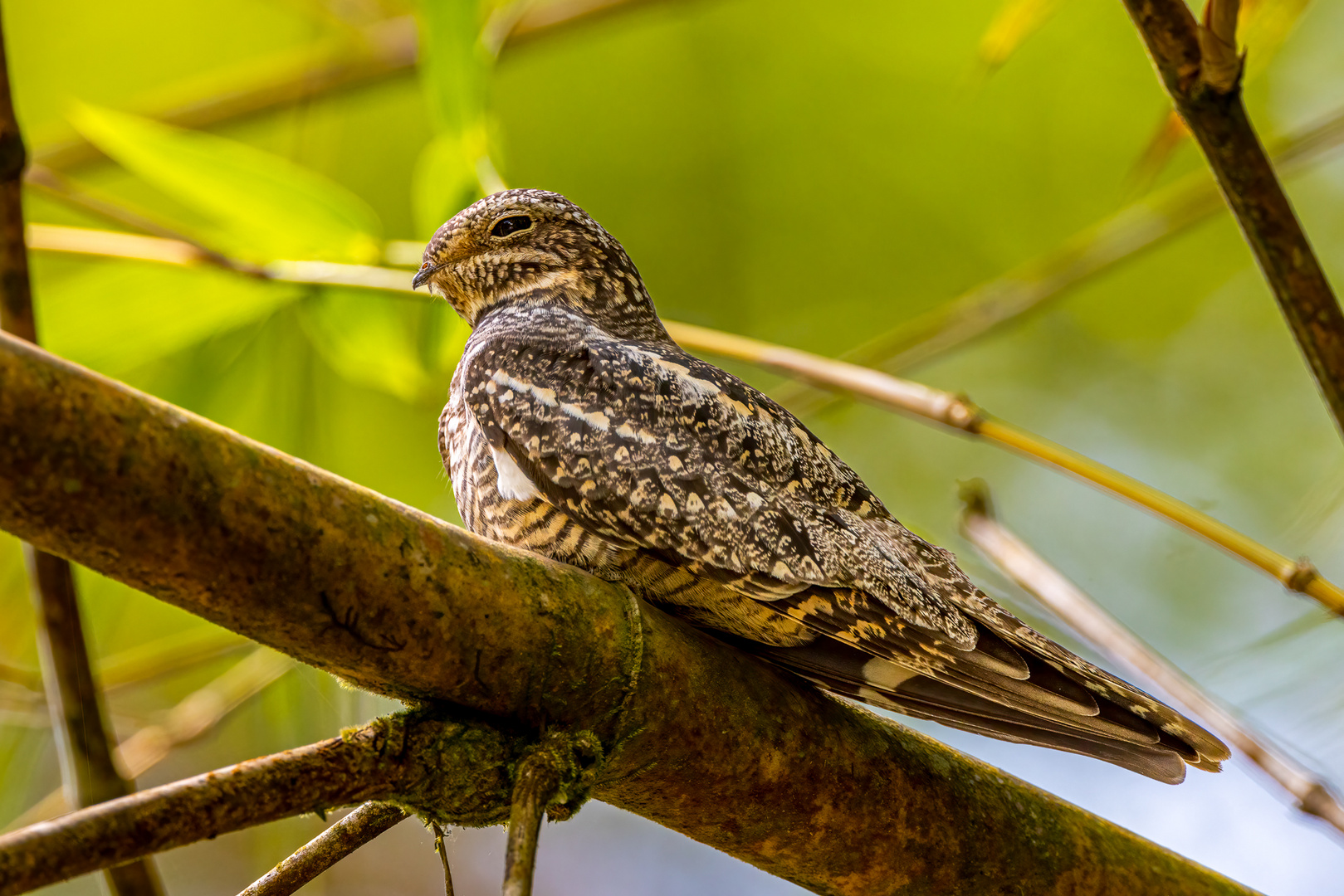 Falkennachtschwalbe (Common Nighthawk) Foto & Bild | fotos, natur, landschaft Bilder auf ...
