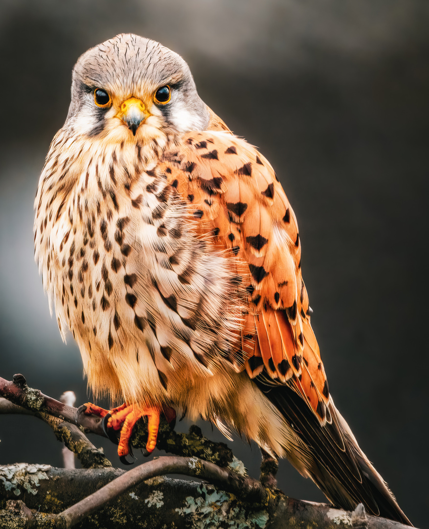 Falki Foto & Bild | tiere, wildlife, wild lebende vögel Bilder auf ...