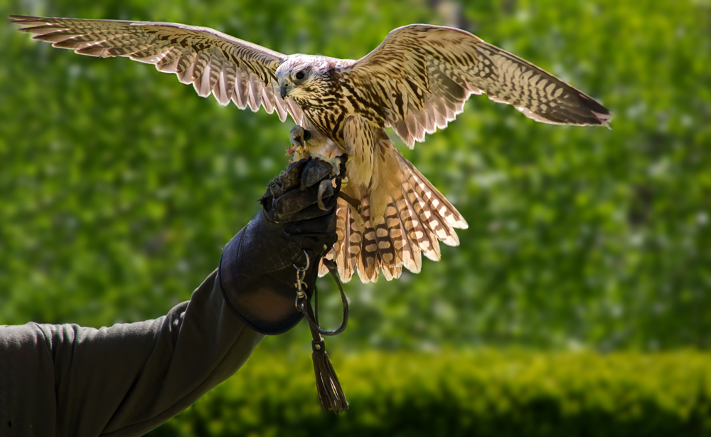 Falkner mit seinem Sakerfalken Foto & Bild | tiere, zoo, wildpark & falknerei, vögel Bilder auf ...