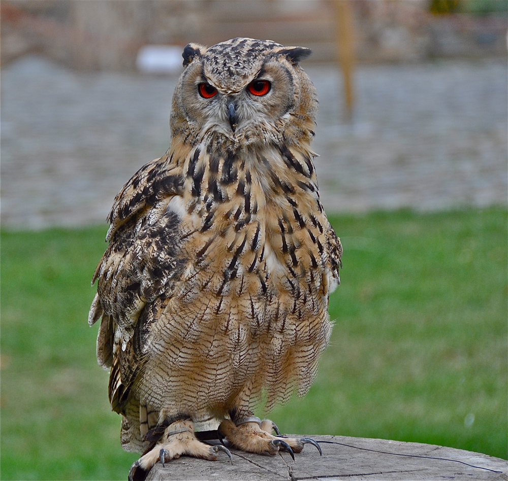 "Falknerei" 03 Foto & Bild | tiere, zoo, wildpark & falknerei, vögel Bilder auf fotocommunity