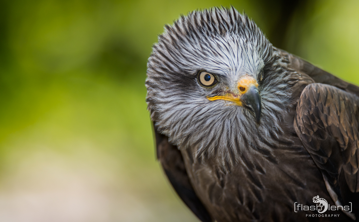 Falknerei 071 Foto & Bild | tiere, zoo, wildpark & falknerei, vögel Bilder auf fotocommunity