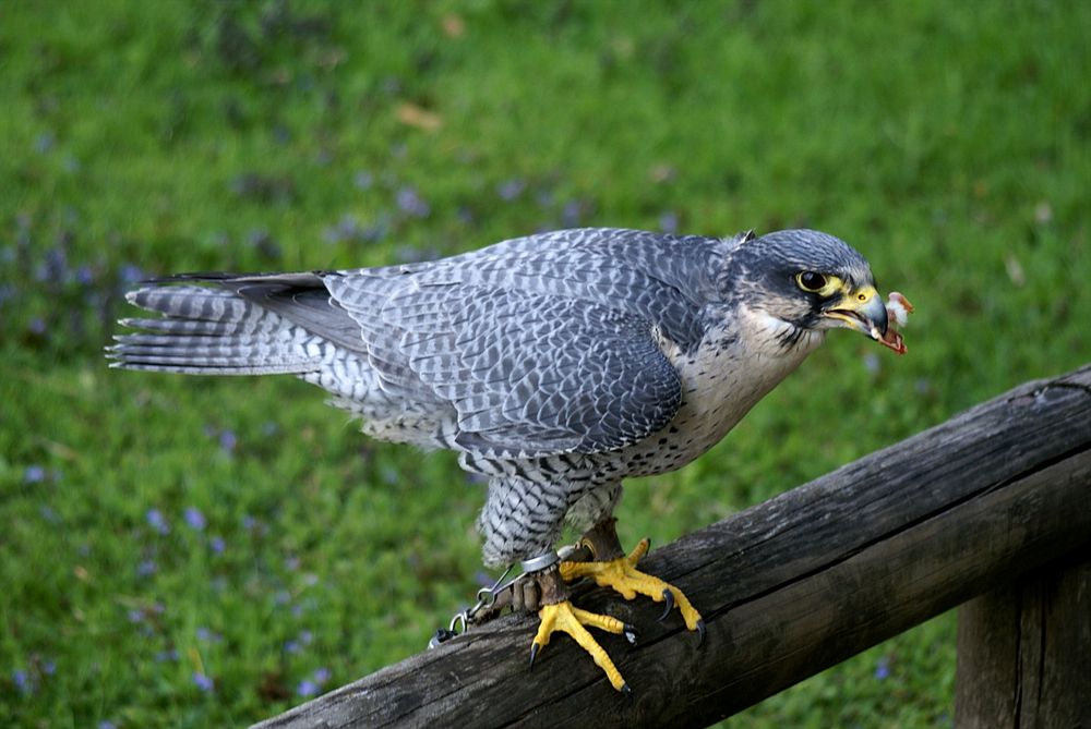 Falknerei 1 Foto & Bild | tiere, wildlife, wild lebende vögel Bilder ...