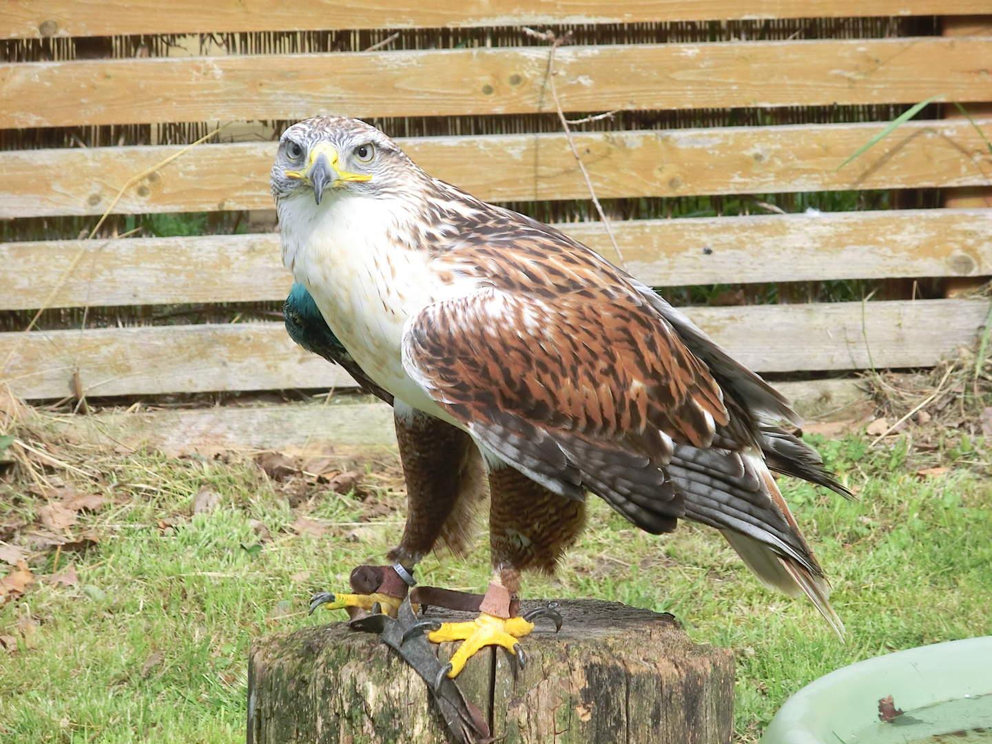 Falknerei 1 Foto & Bild | tiere, zoo, wildpark & falknerei, vögel Bilder auf fotocommunity