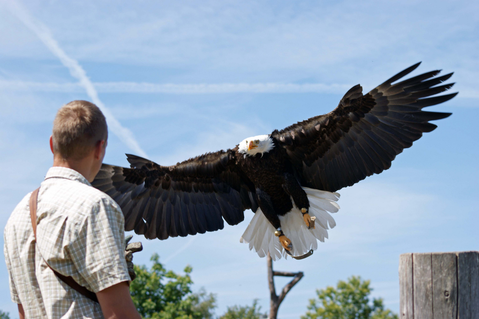 Falknerei Foto & Bild | tiere, zoo, wildpark & falknerei, vögel Bilder auf fotocommunity