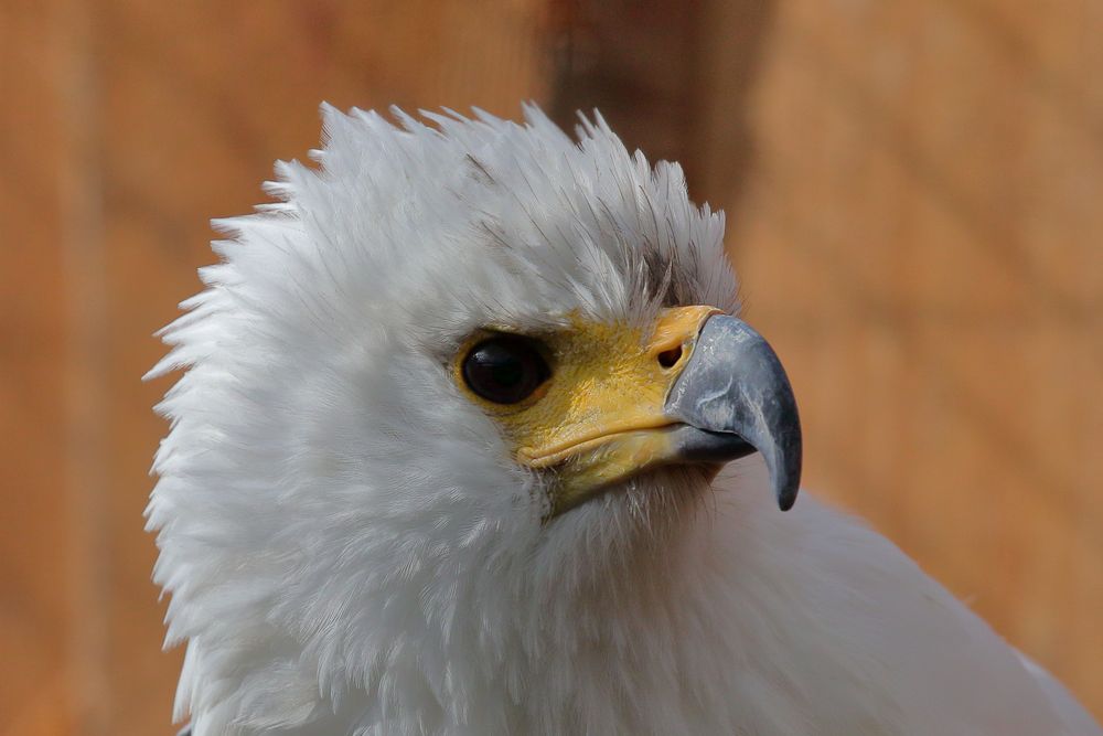 Falknerei Burg Greifenstein II Foto & Bild | tiere, zoo, wildpark & falknerei, vögel Bilder auf ...
