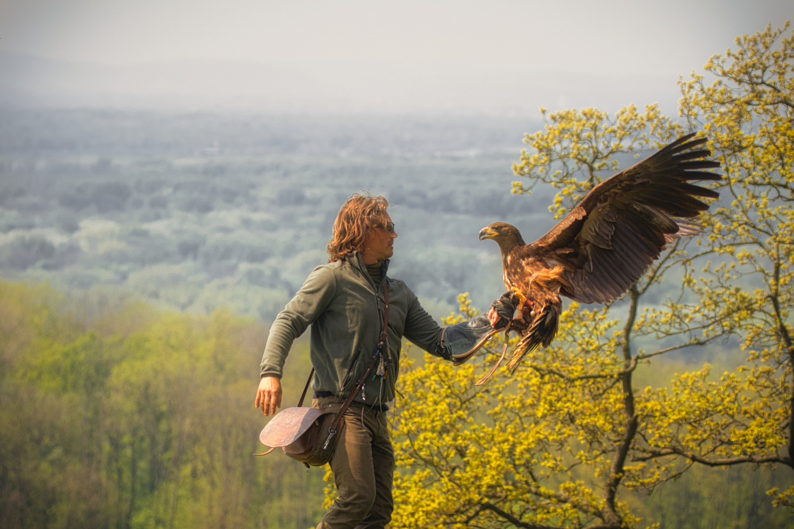 Falknerei Burg Kreuzenstein Foto & Bild | europe, Österreich, tiere ...
