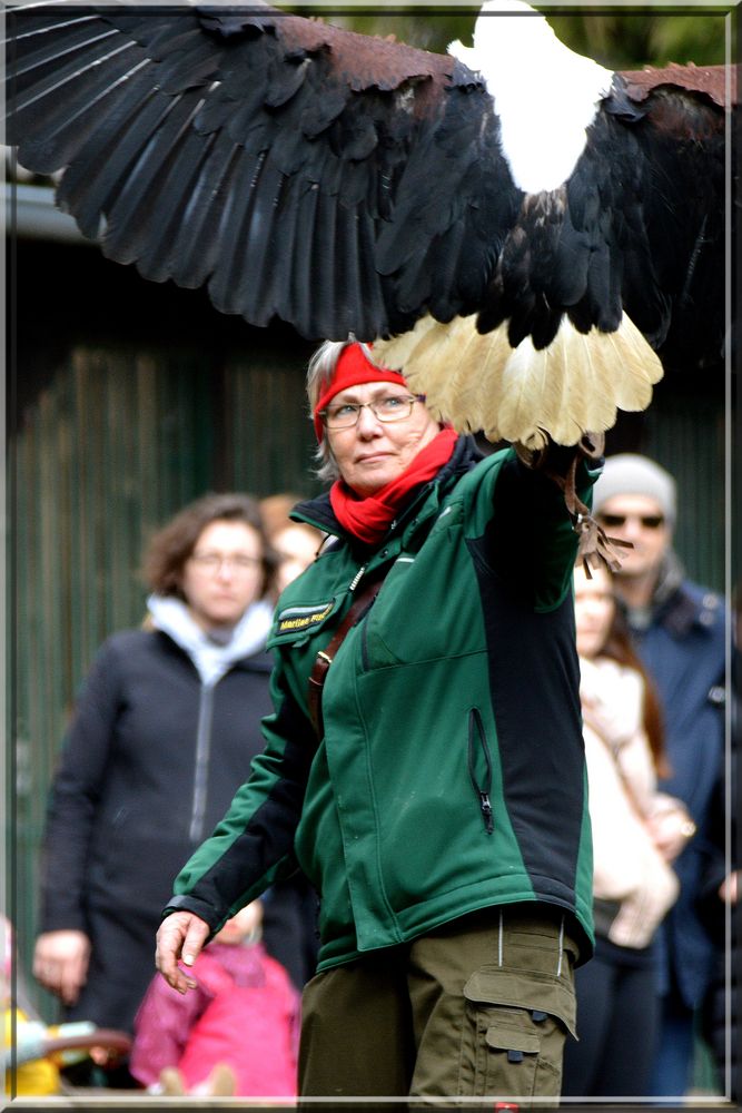 Falknerei im Wildpark Hellenthal / Eifel Foto & Bild | erwachsene ...