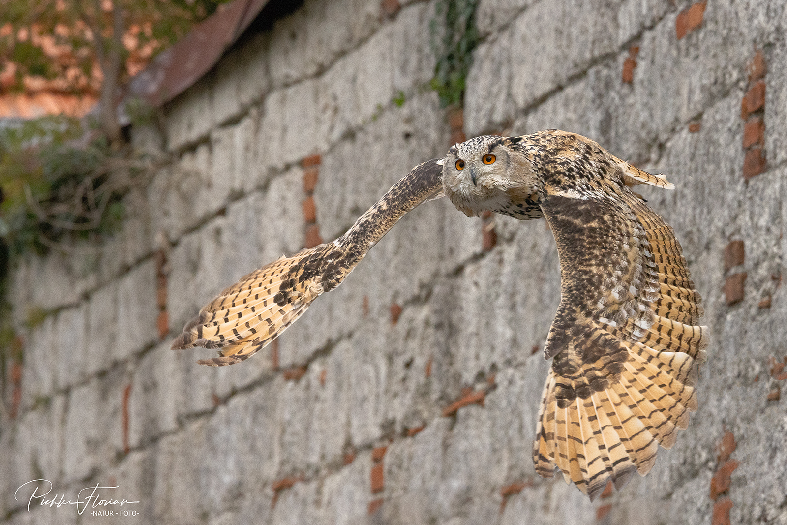 Falknerei-sibirischer Uhu Foto & Bild | tiere, zoo, wildpark & falknerei, vögel Bilder auf ...