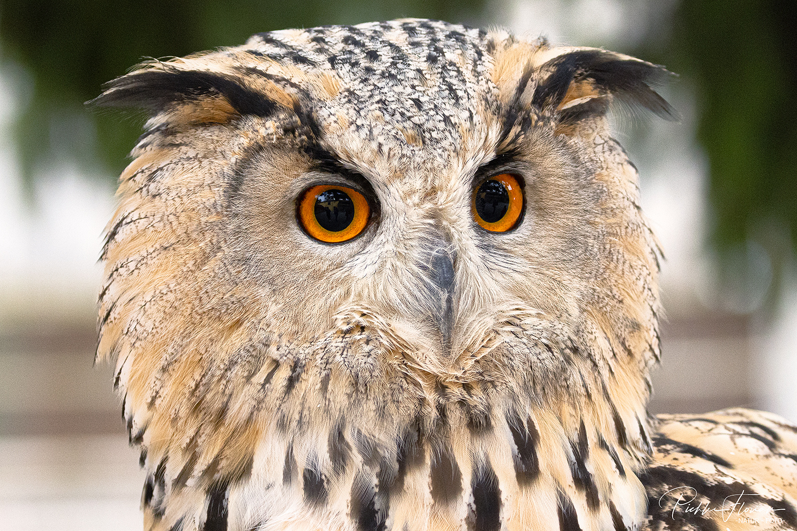 Falknerei-sibirischer Uhu Foto & Bild | tiere, zoo, wildpark & falknerei, vögel Bilder auf ...