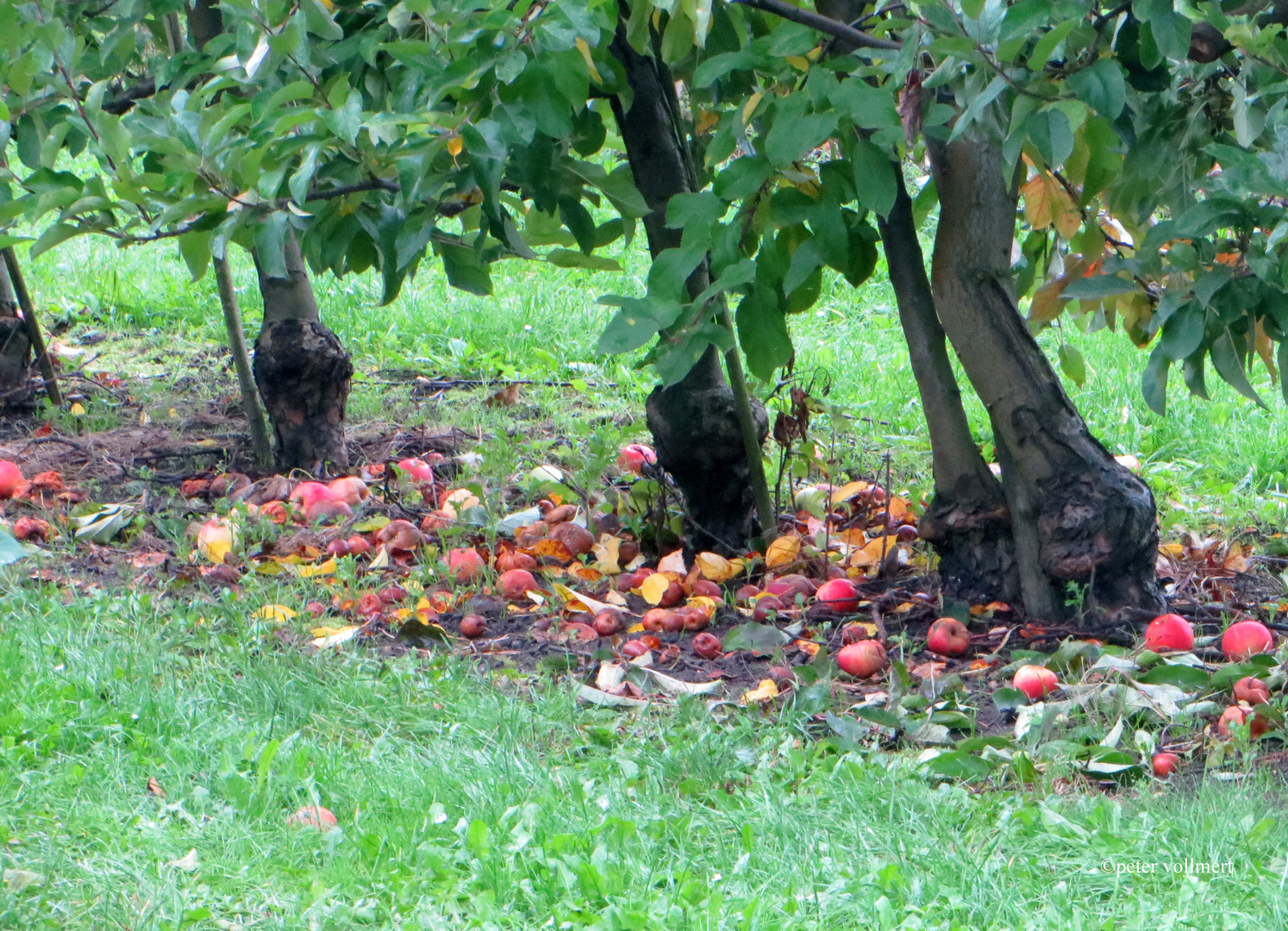 Fallobst Foto & Bild | pflanzen, pilze & flechten, früchte und beeren, natur Bilder auf ...