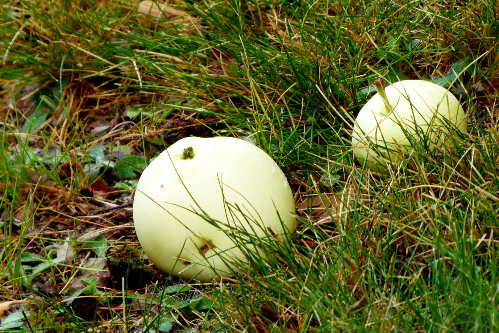 Fallobst Foto & Bild | pflanzen, pilze & flechten, bäume, früchte und beeren Bilder auf ...