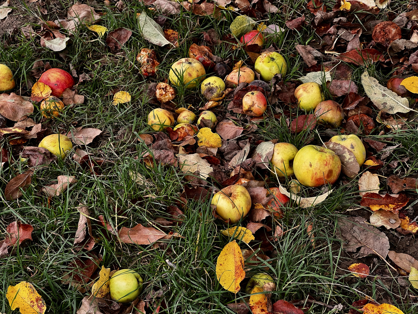 Fallobst.... Foto & Bild | pflanzen, pilze & flechten, jahreszeiten, herbst Bilder auf fotocommunity