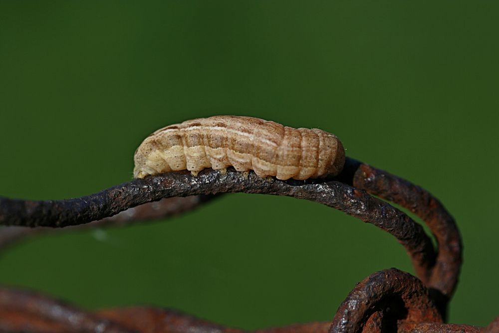 falsch abgebogen? Foto & Bild | tiere, wildlife, insekten Bilder auf fotocommunity