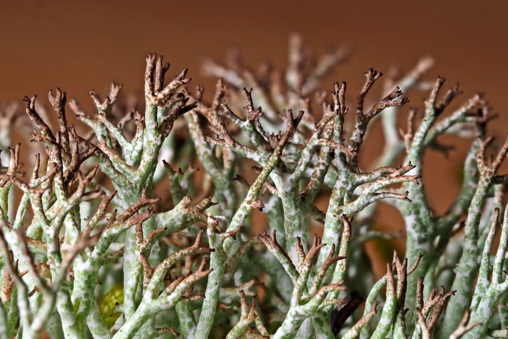 Falsche Rentierflechte (Cladonia rangiformis) Foto & Bild | pflanzen, pilze & flechten, pilze ...