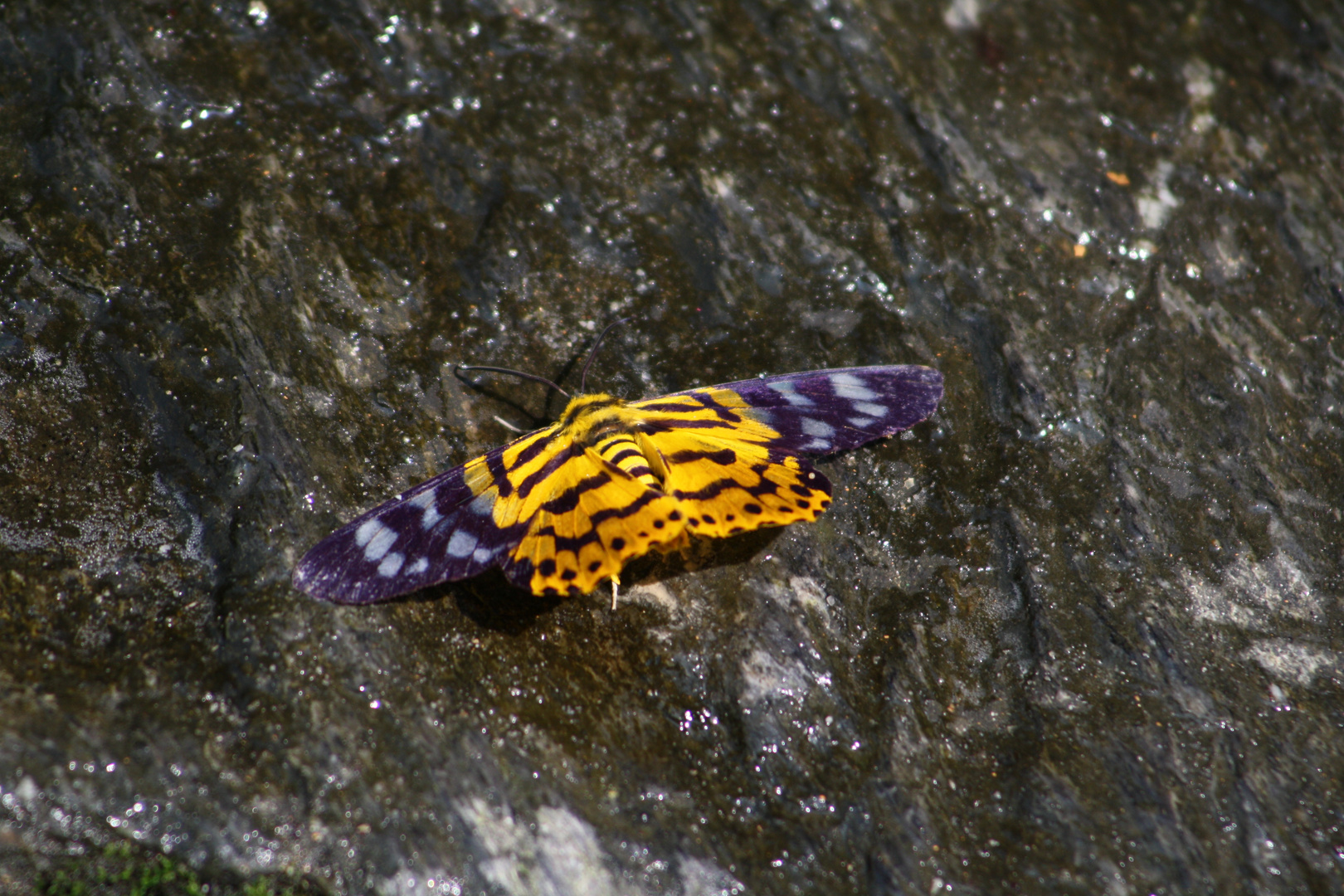 False Tiger Moth (Dysphania militaris) Foto & Bild | tiere, wildlife ...