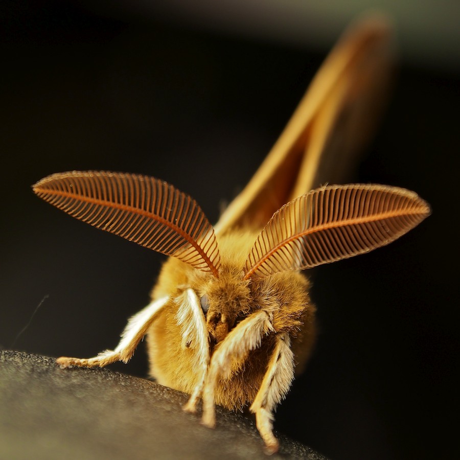 Falter Foto & Bild | tiere, wildlife, insekten Bilder auf fotocommunity