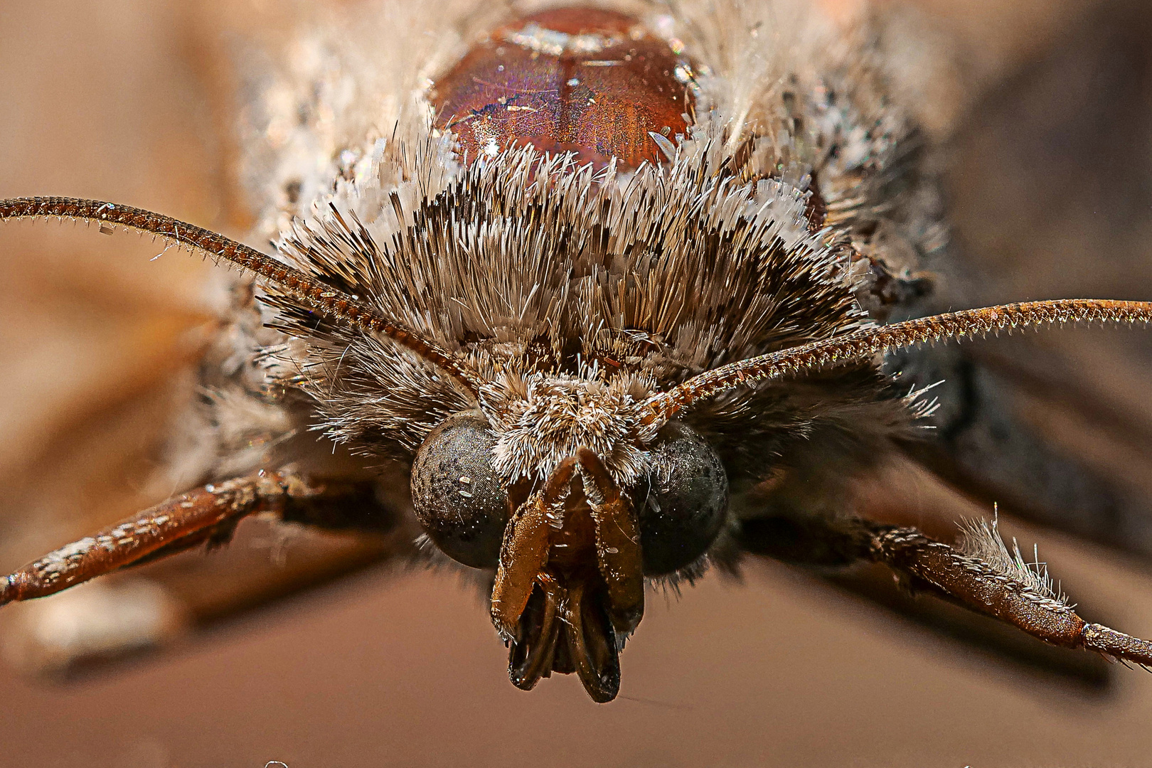 Falter Foto & Bild | tiere, natur, wild Bilder auf fotocommunity