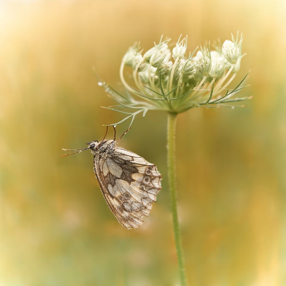 Falter Foto & Bild | tiere, wildlife, schmetterlinge Bilder auf ...