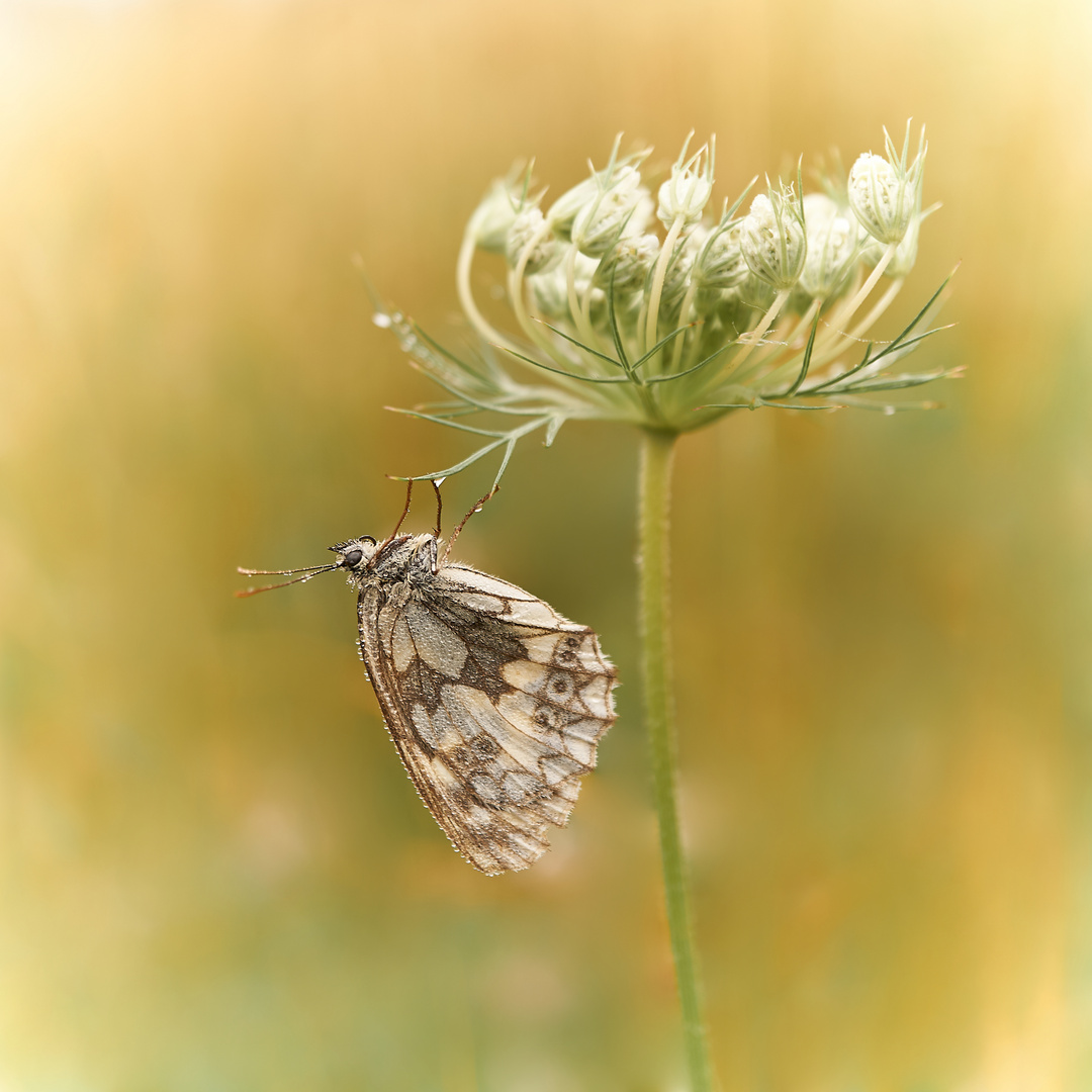 Falter Foto & Bild | tiere, wildlife, schmetterlinge Bilder auf ...