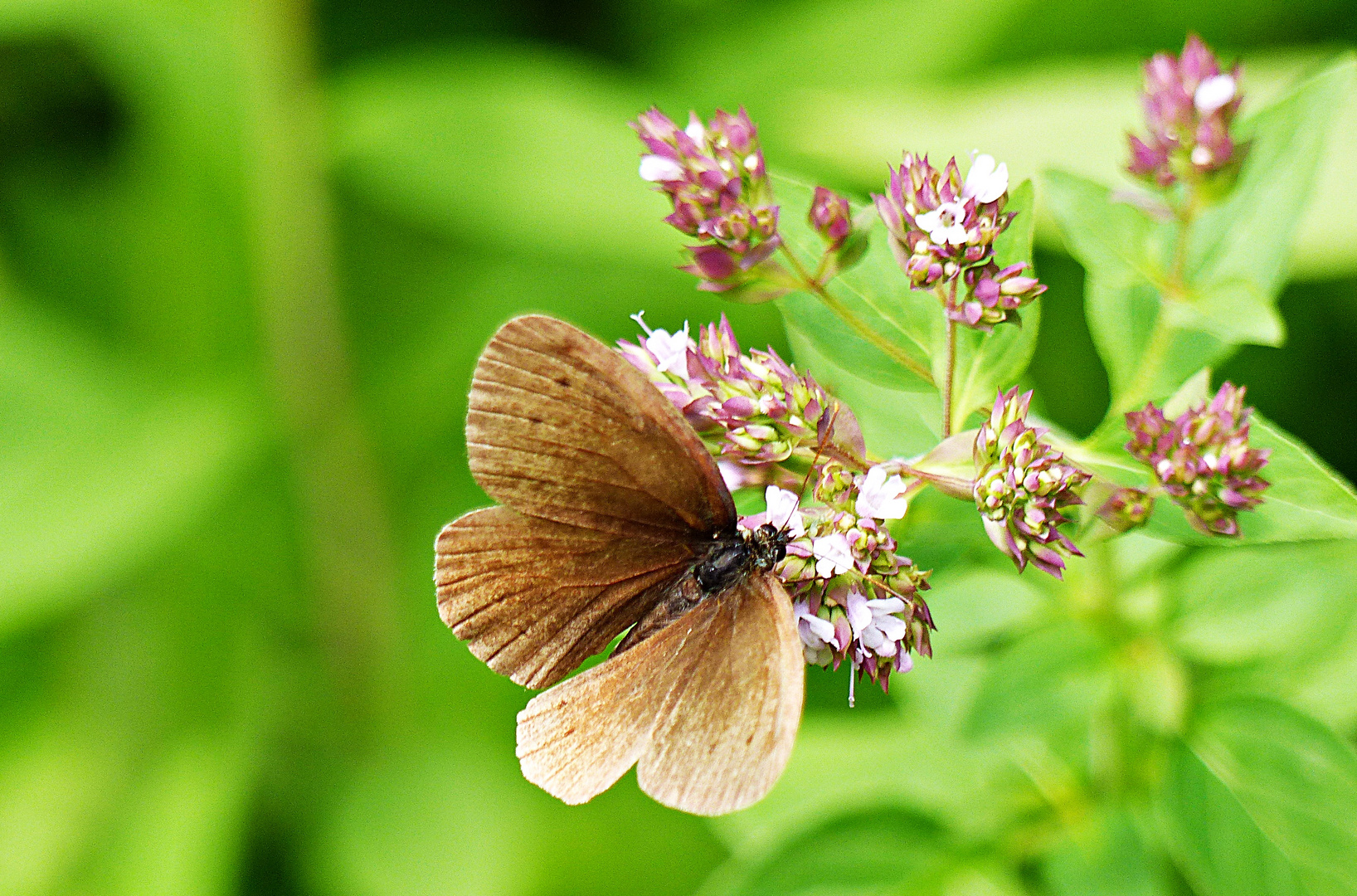 Falter 2 Foto & Bild | tiere, wildlife, schmetterlinge Bilder auf ...