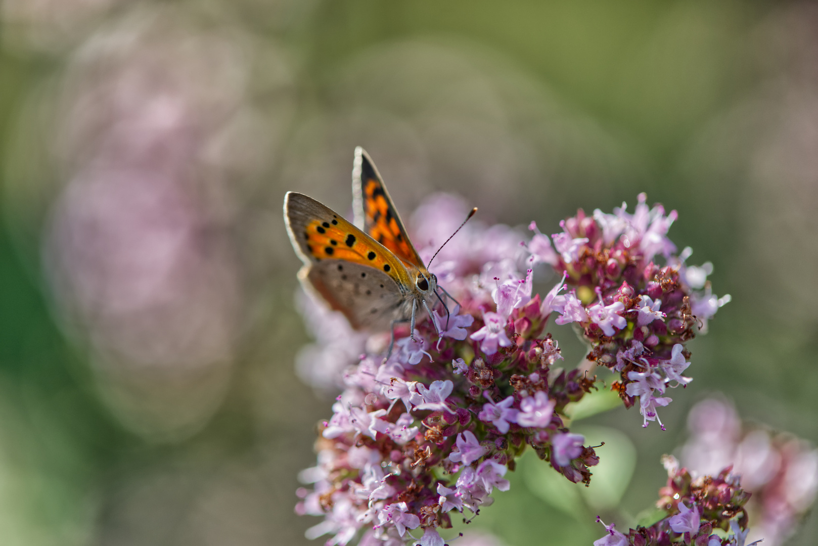 Falter 2 Foto & Bild | tiere, wildlife, schmetterlinge Bilder auf ...